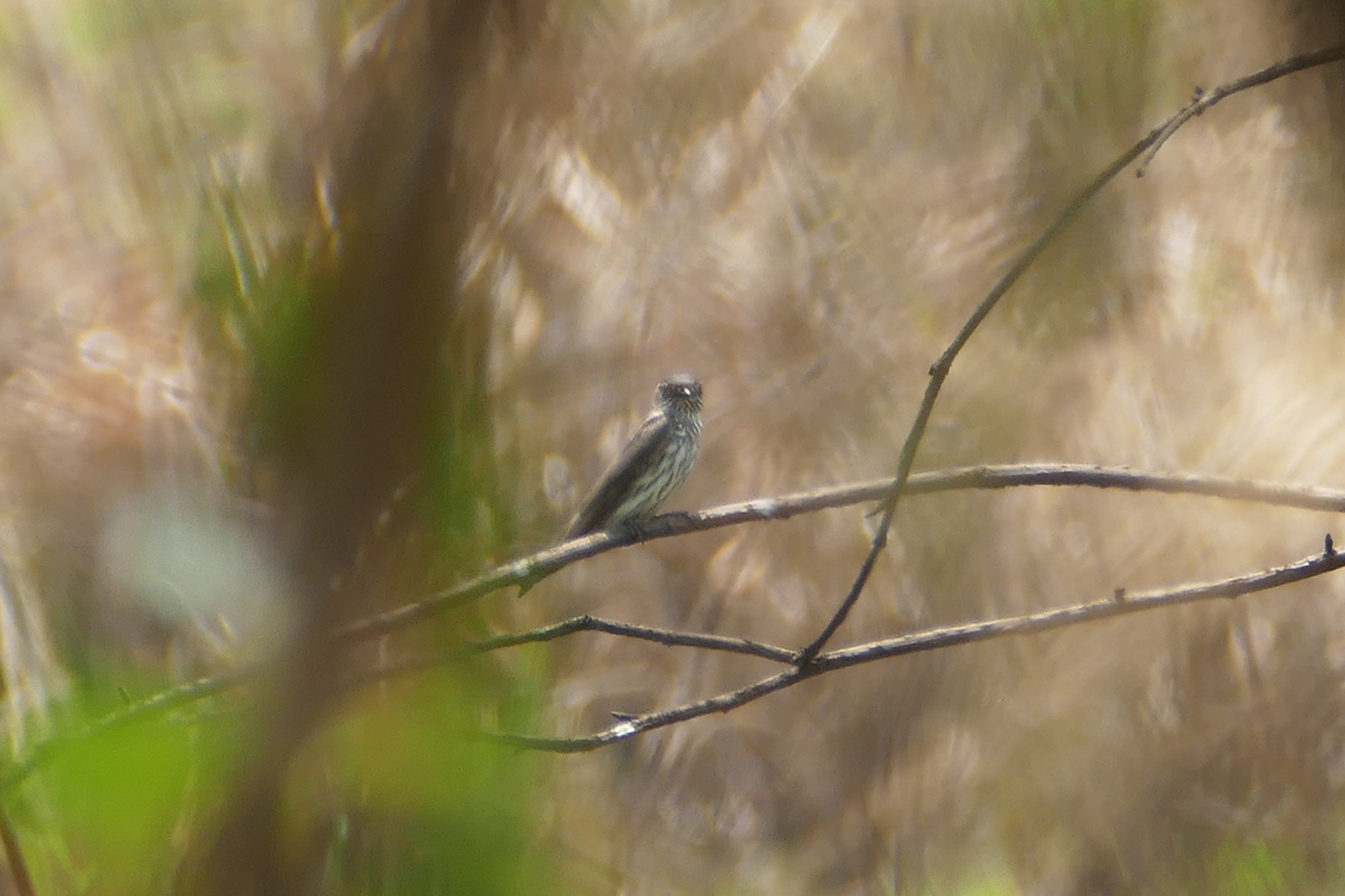Brazza's Martin - eBird
