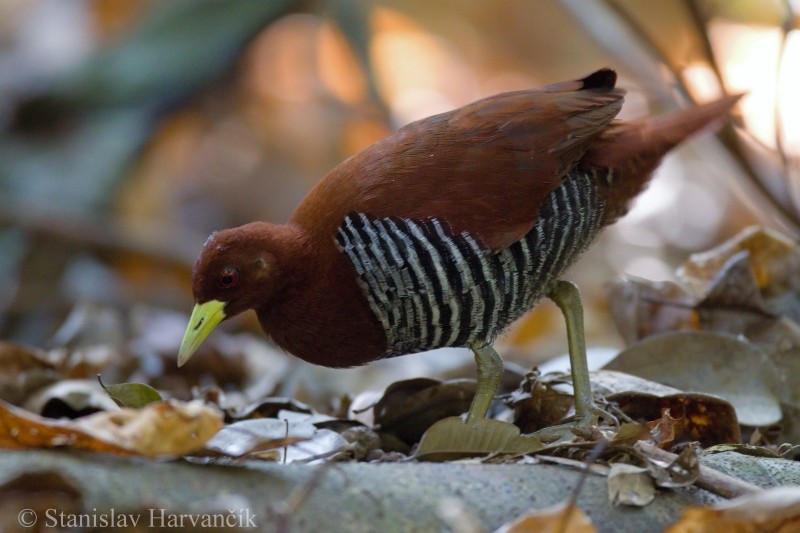 Andaman Crake | Bubo Birding
