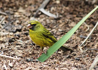 Forest Canary - Crithagra scotops - Birds of the World