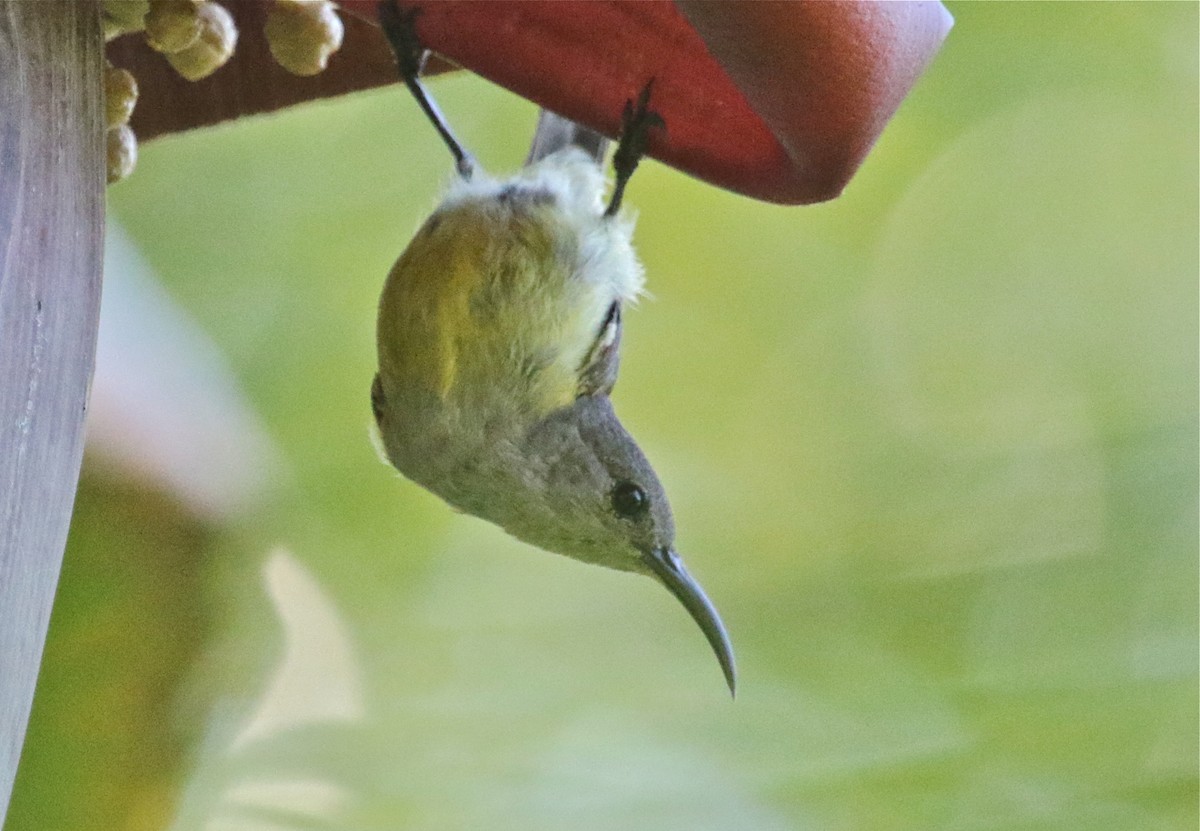 Black Sunbird - Leptocoma aspasia - Birds of the World