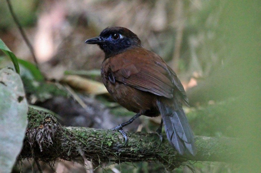 Blue-lored Antbird (Andean) - eBird