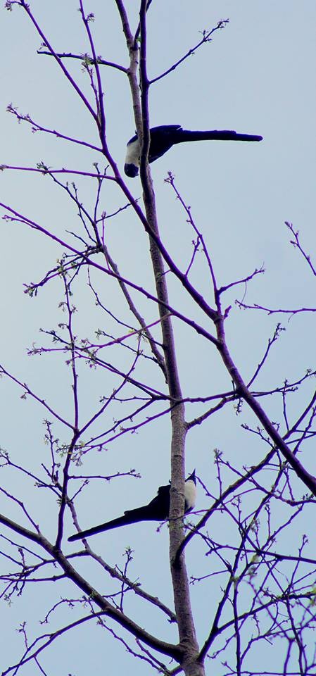 White-necked Myna (Southern) - eBird