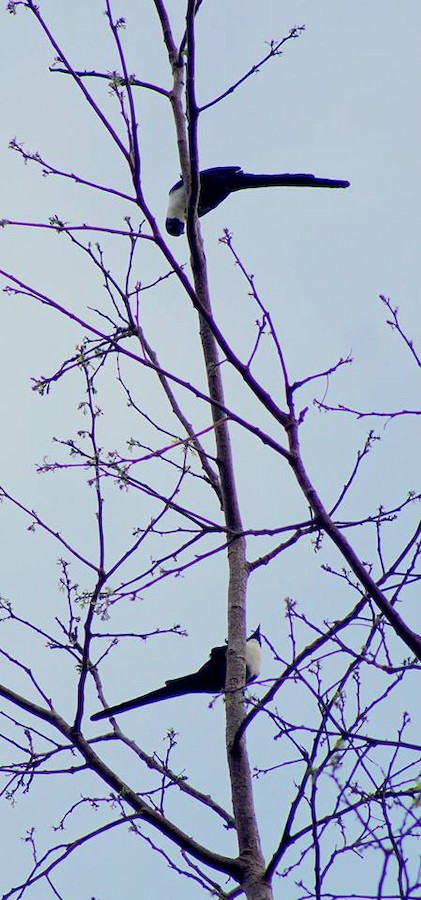 White-necked Myna (Southern) - eBird