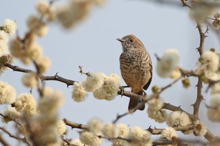 Barred Wren-Warbler - Calamonastes fasciolatus - Birds of the World