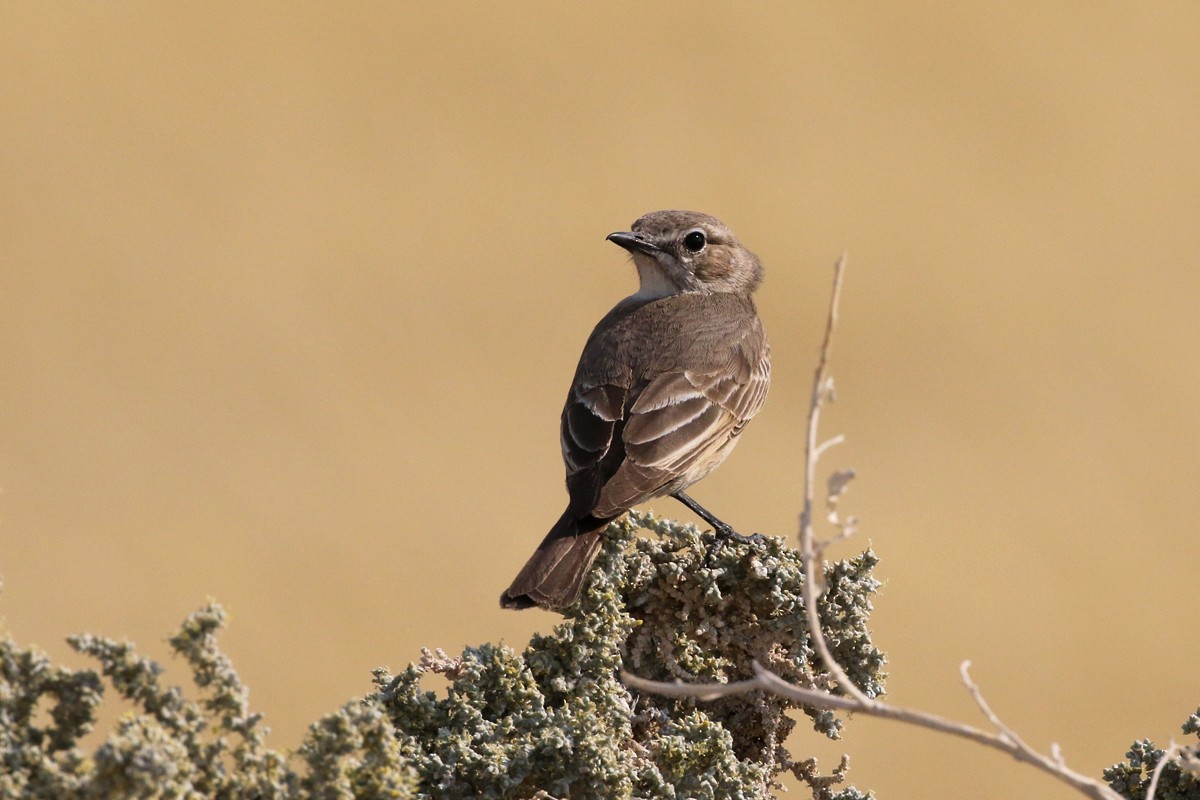 Chat Flycatcher - Agricola infuscatus - Birds of the World