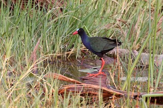 Allen's Gallinule - Porphyrio alleni - Birds of the World