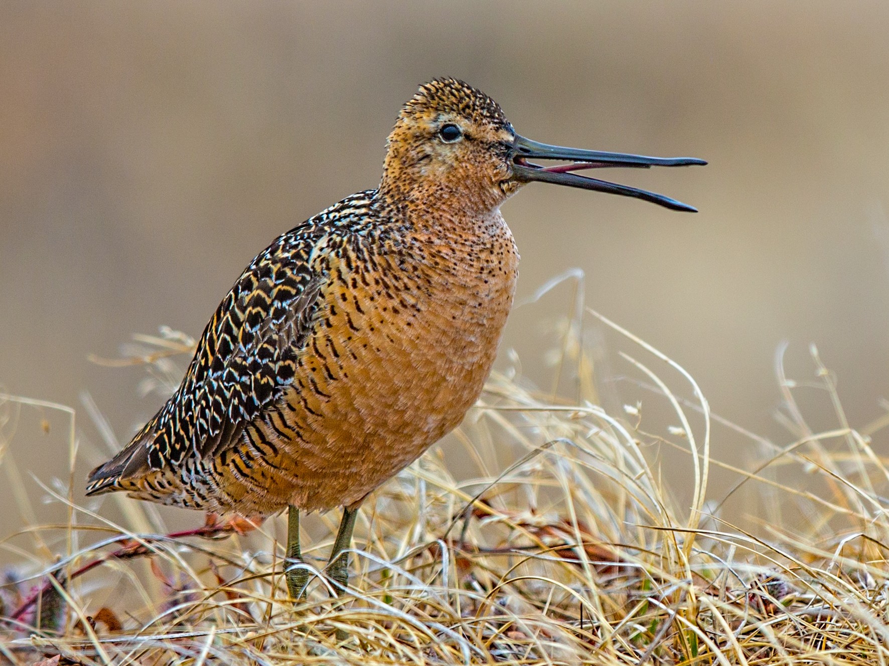 Long-billed Dowitcher - eBird