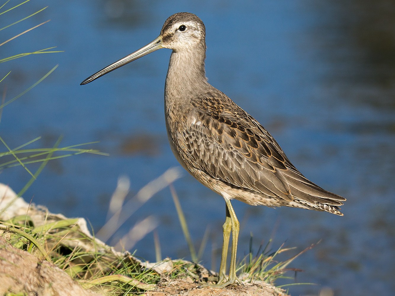 Long-billed Dowitcher - eBird