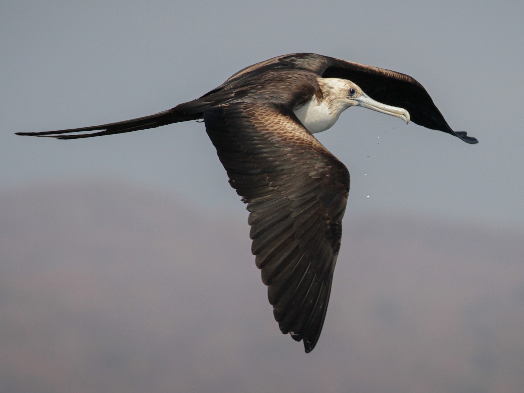 Magnificent Frigatebird - eBird