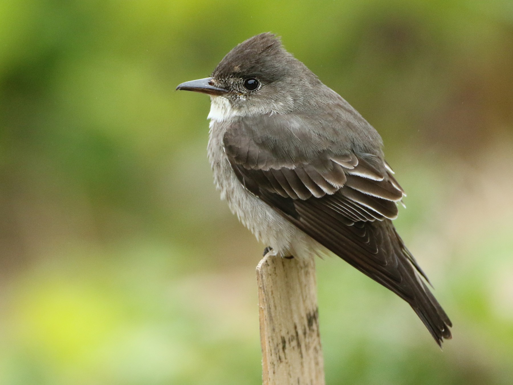 Olive-sided Flycatcher - eBird