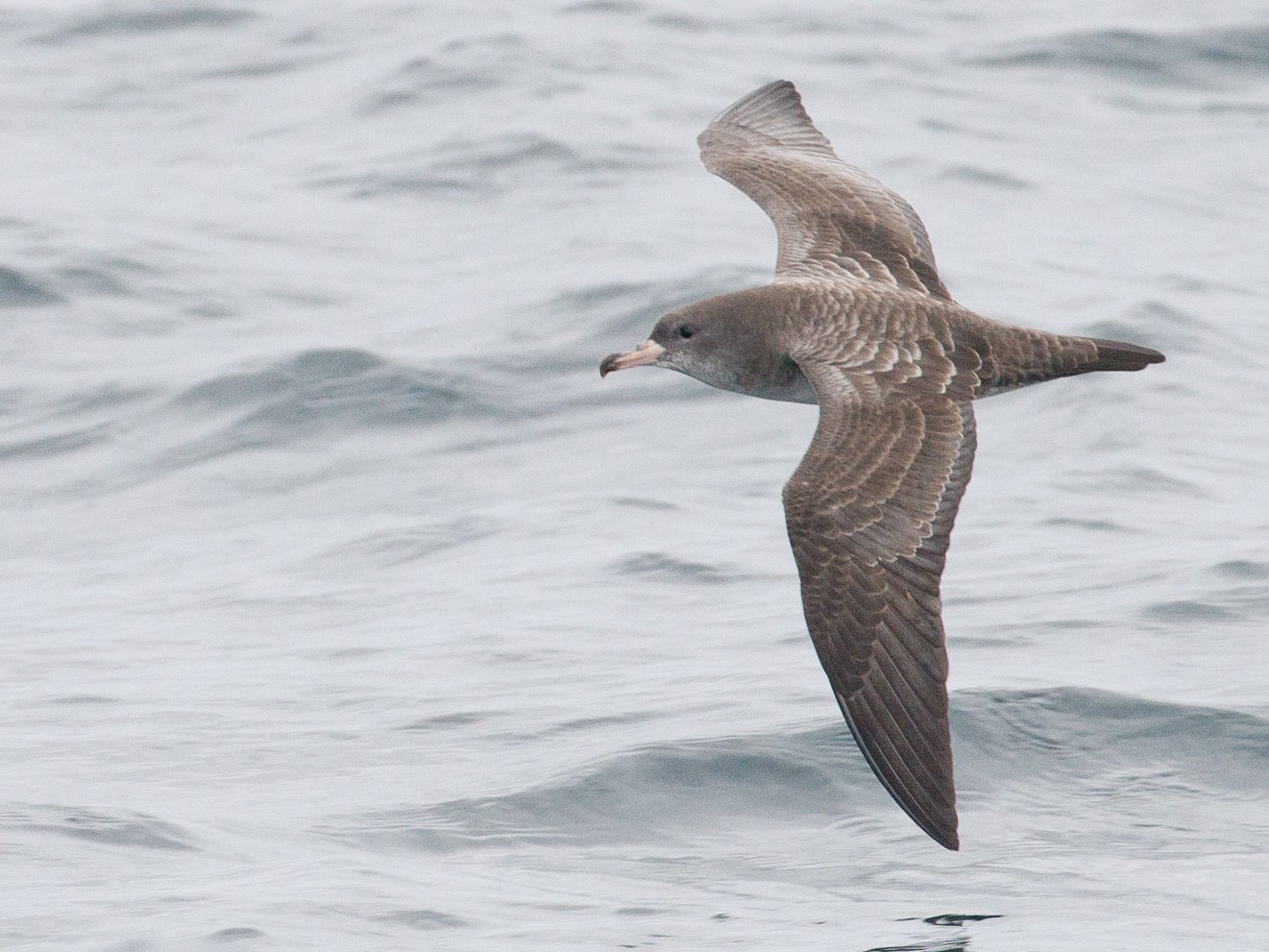 Pink-footed Shearwater - eBird