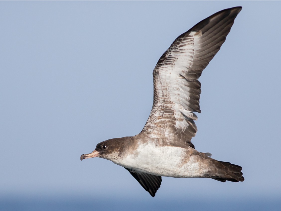 Pink-footed Shearwater - eBird