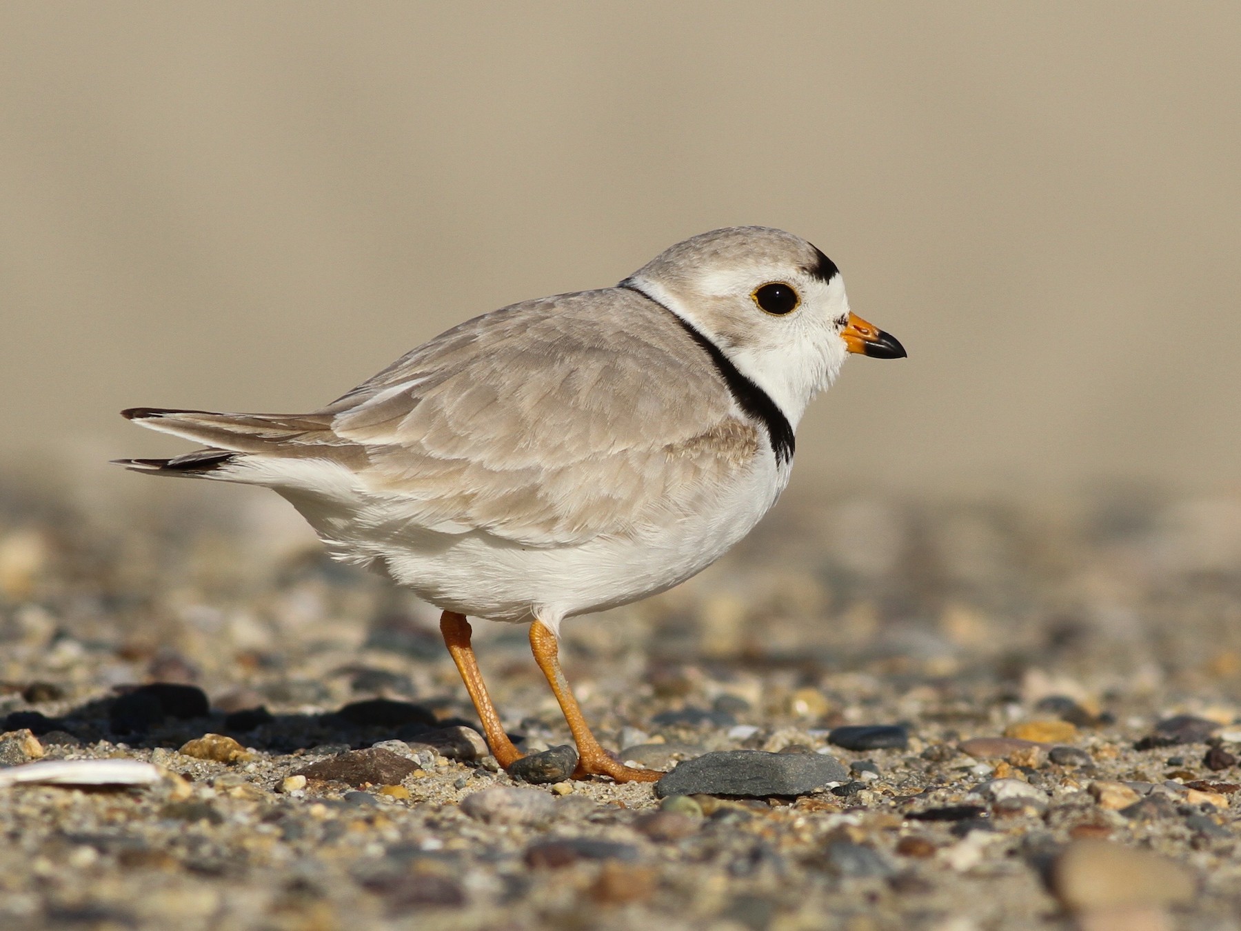Piping Plover - eBird