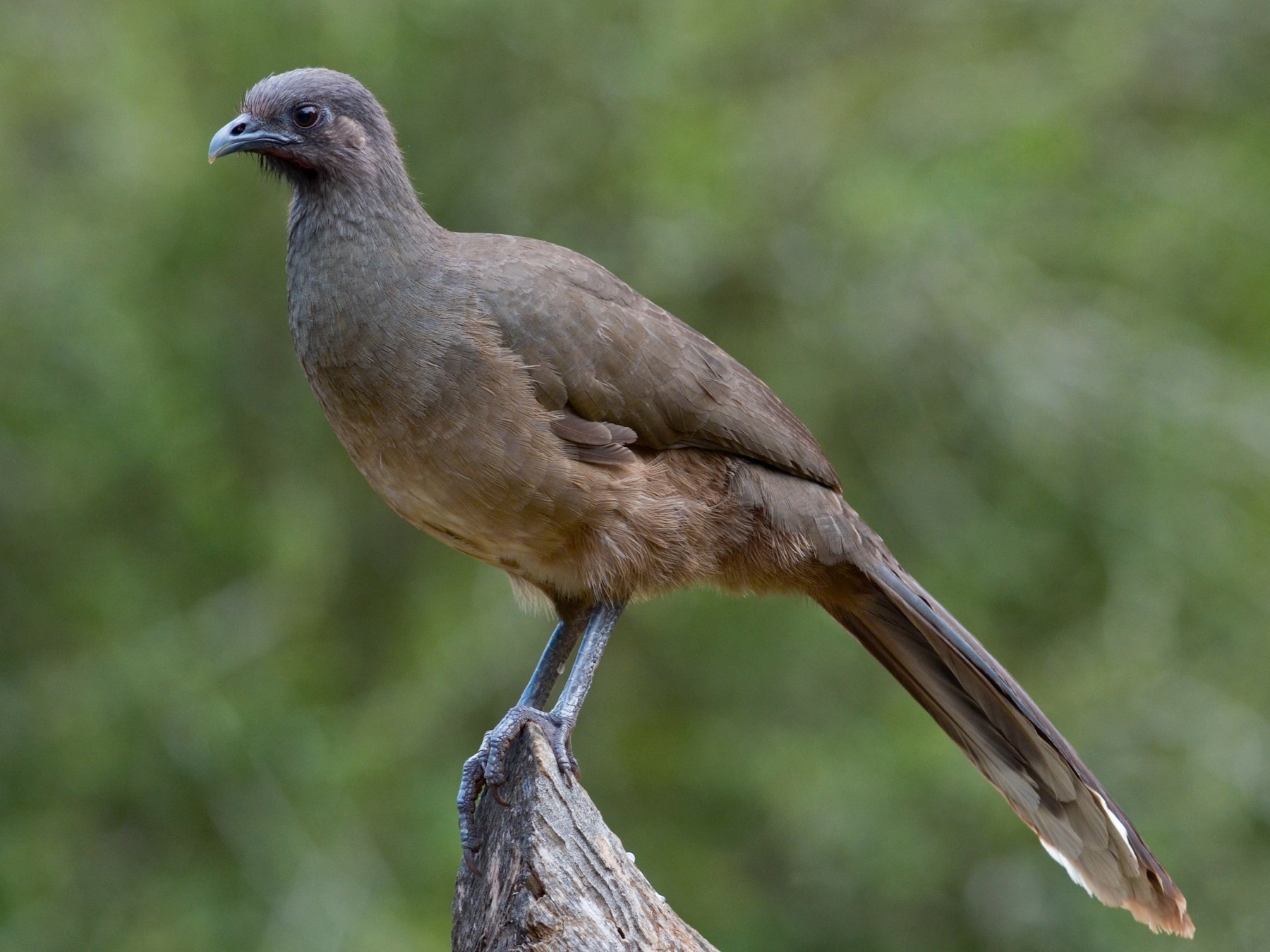 Plain Chachalaca - eBird
