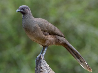 Plain Chachalaca - eBird