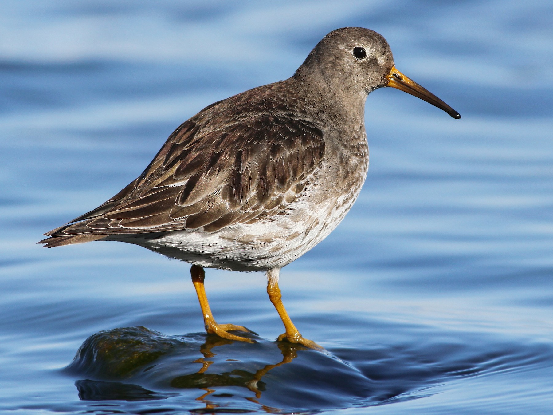 Purple Sandpiper - eBird