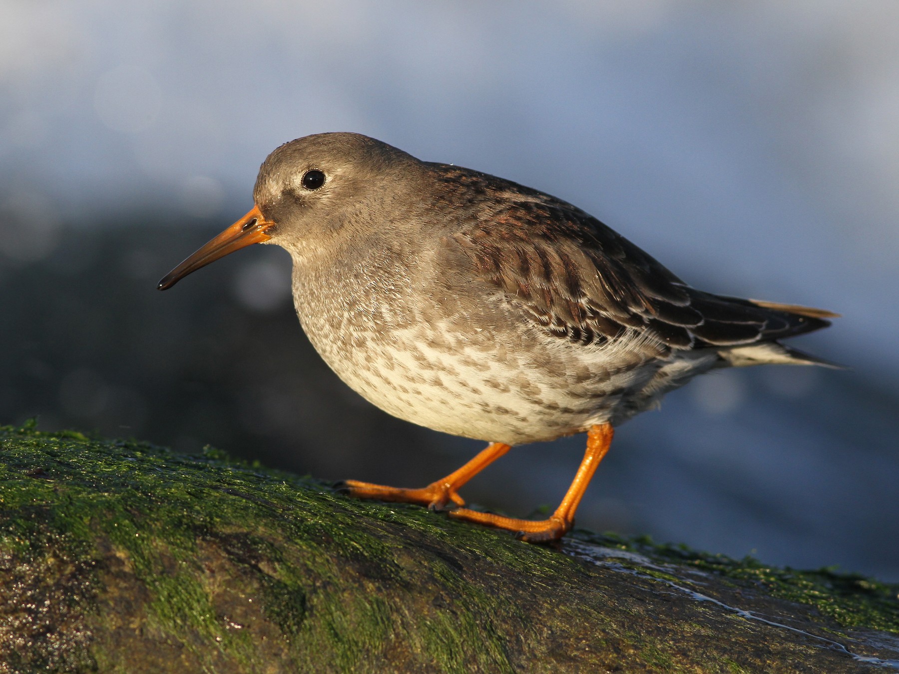 Purple Sandpiper - eBird