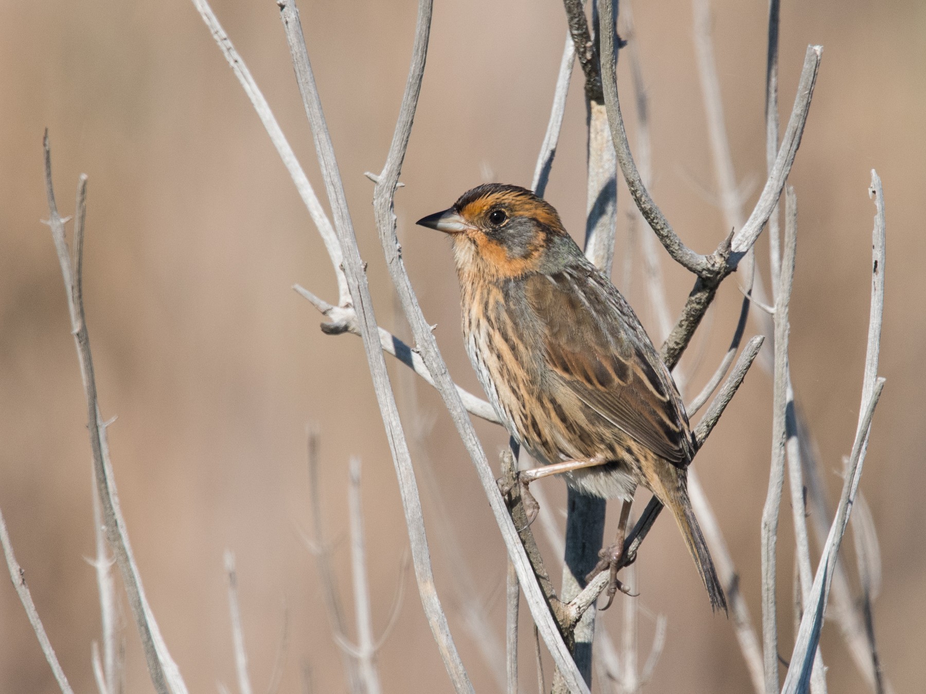 Saltmarsh Sparrow - eBird