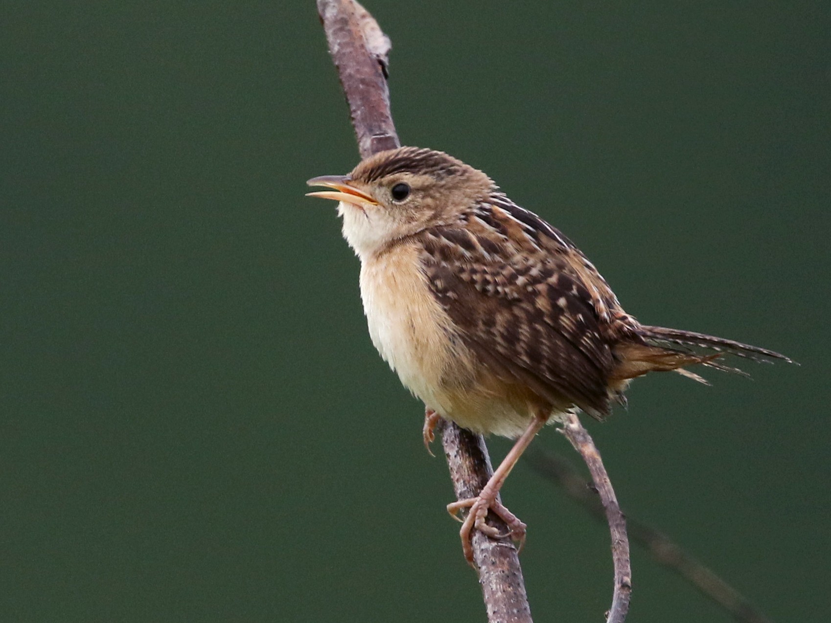 Sedge Wren - eBird