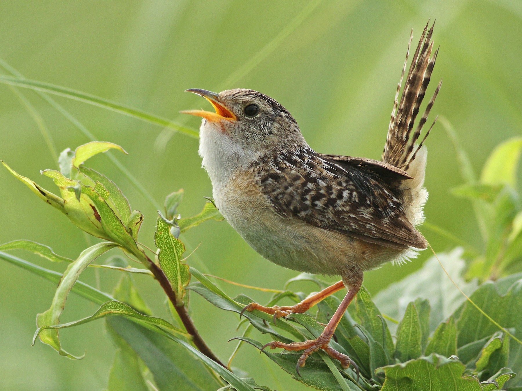 Sedge Wren - eBird