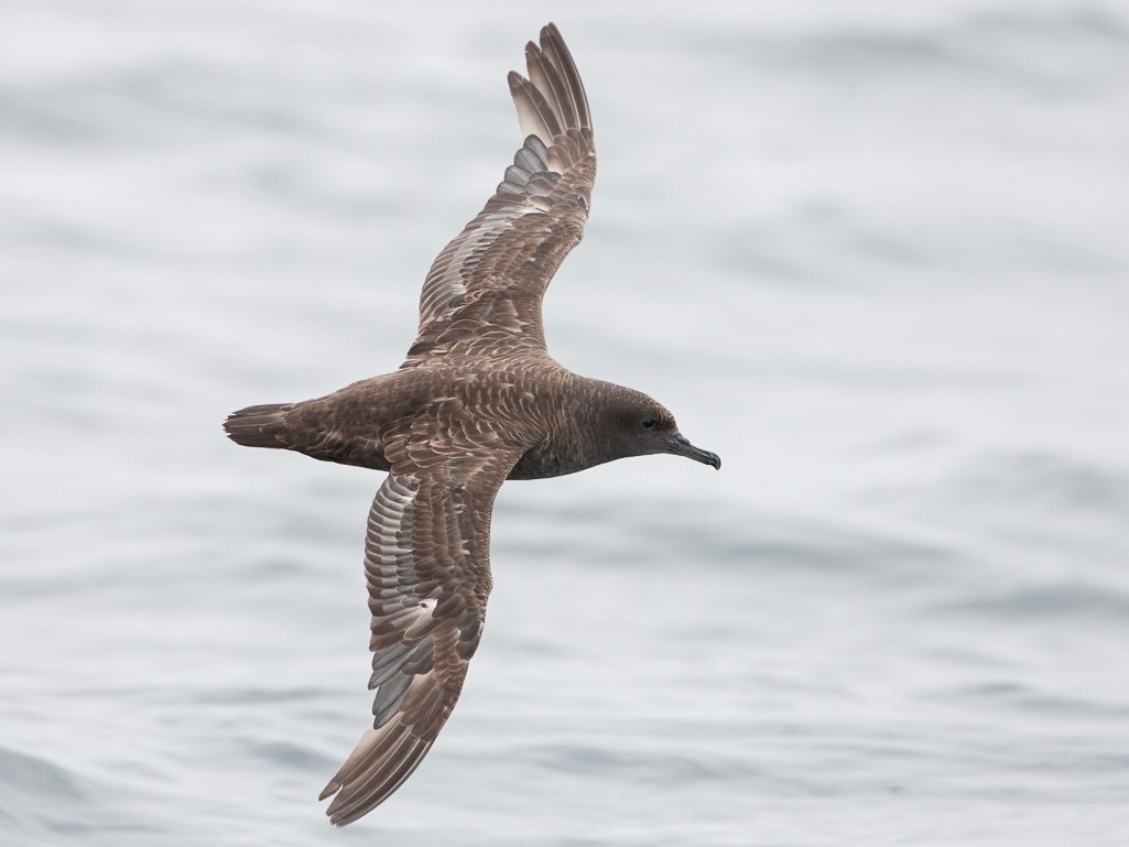 Sooty Shearwater - eBird