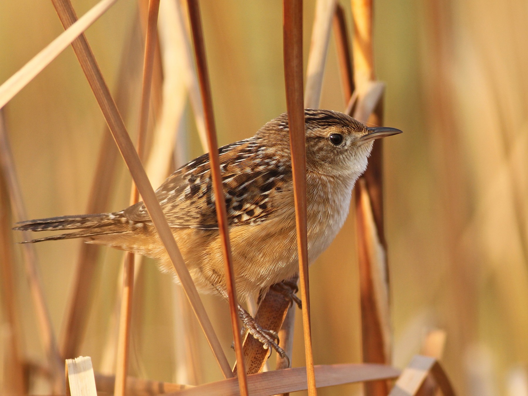 Sedge Wren - eBird