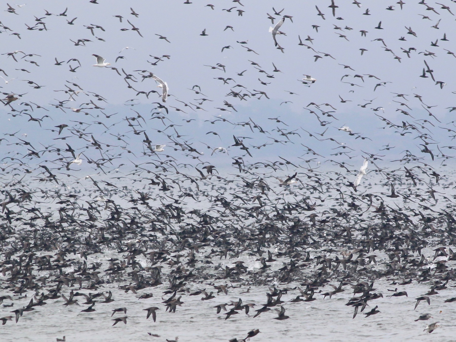 Sooty Shearwater Migration