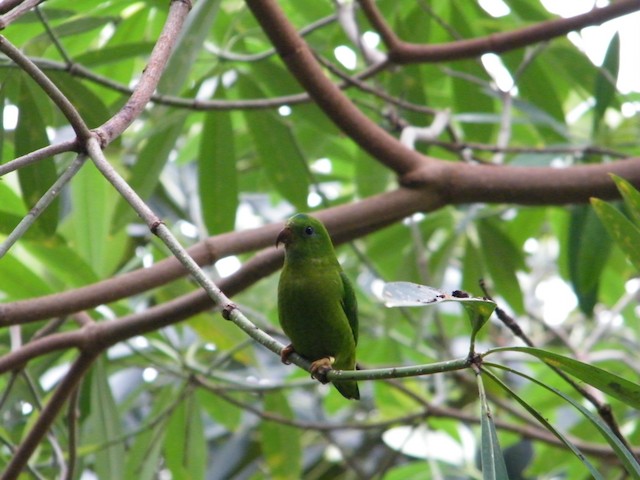 Photos - Blue-crowned Hanging-Parrot - Loriculus galgulus - Birds of ...