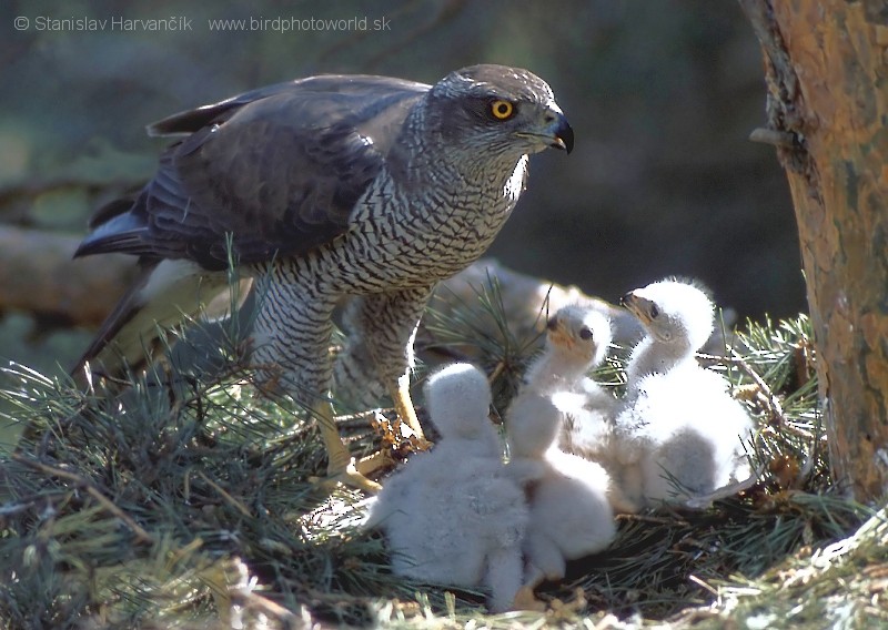 Jastreb (evroazijski) - eBird