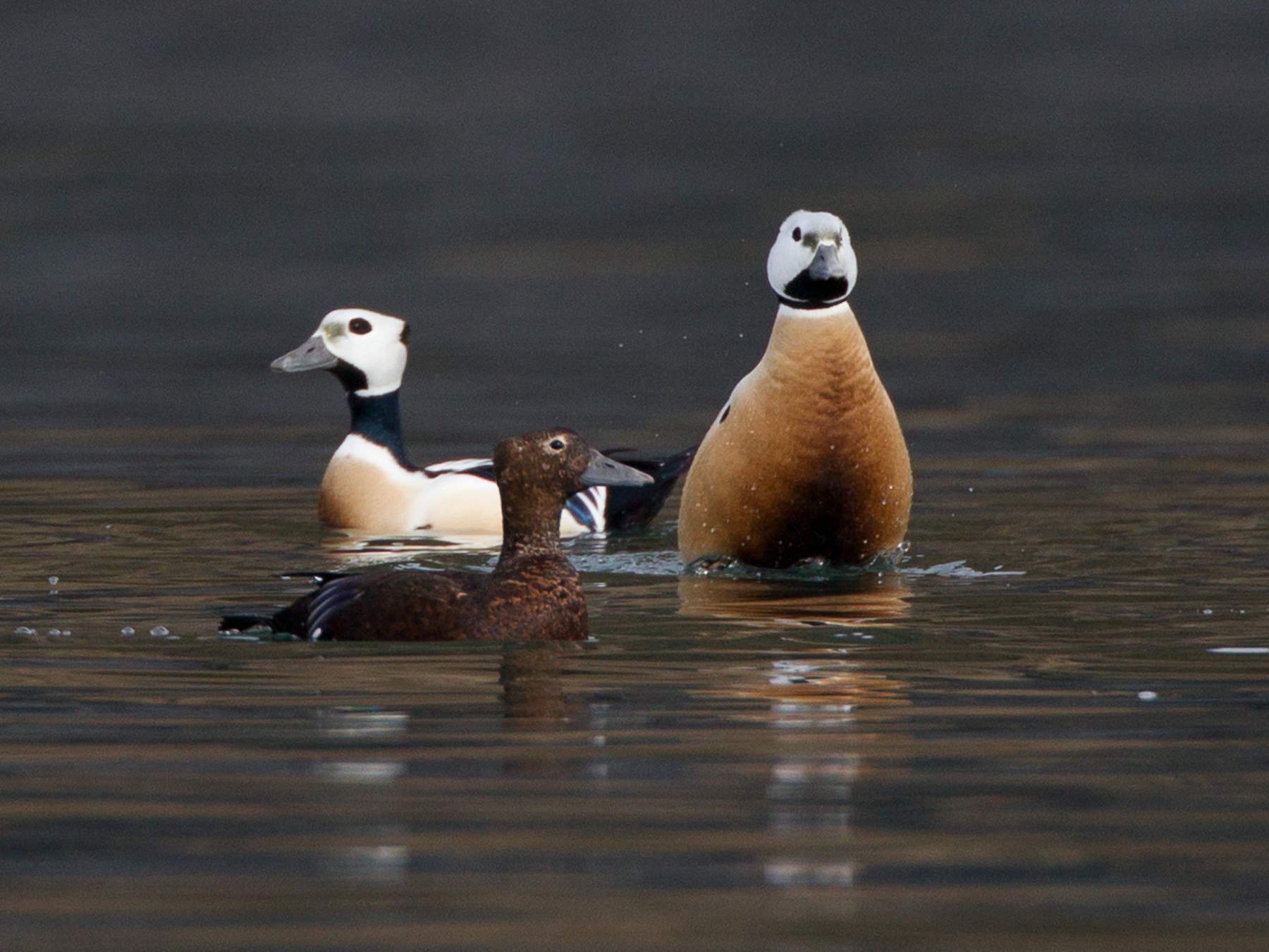 Steller's Eider - eBird
