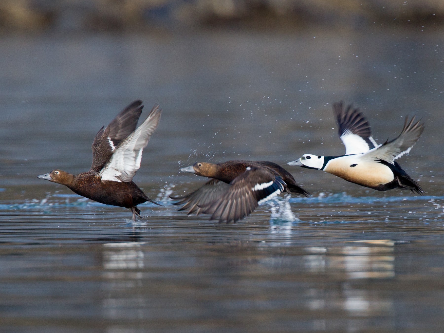 Steller's Eider - eBird