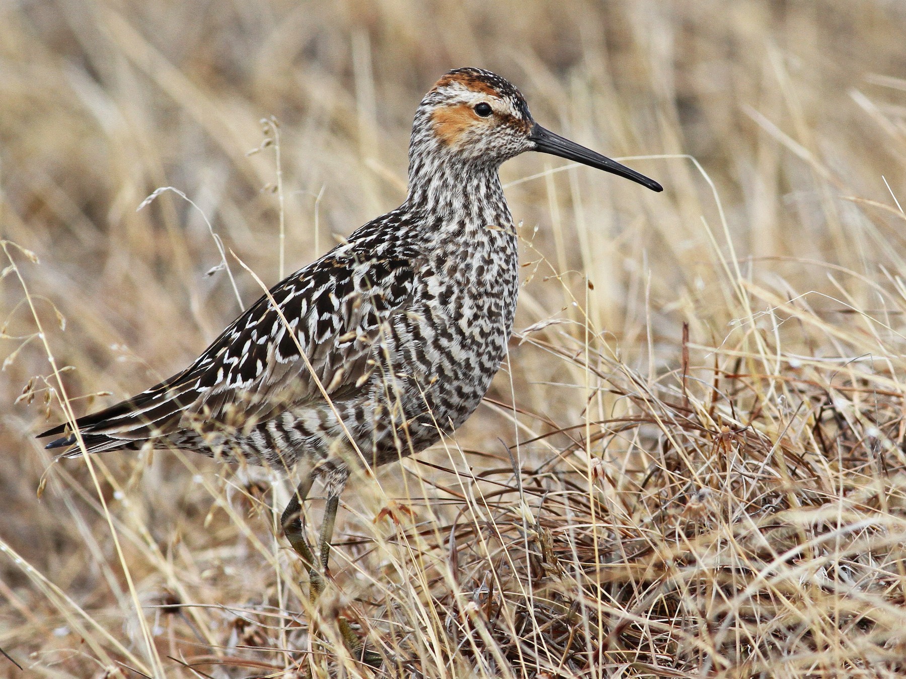 Stilt Sandpiper - eBird