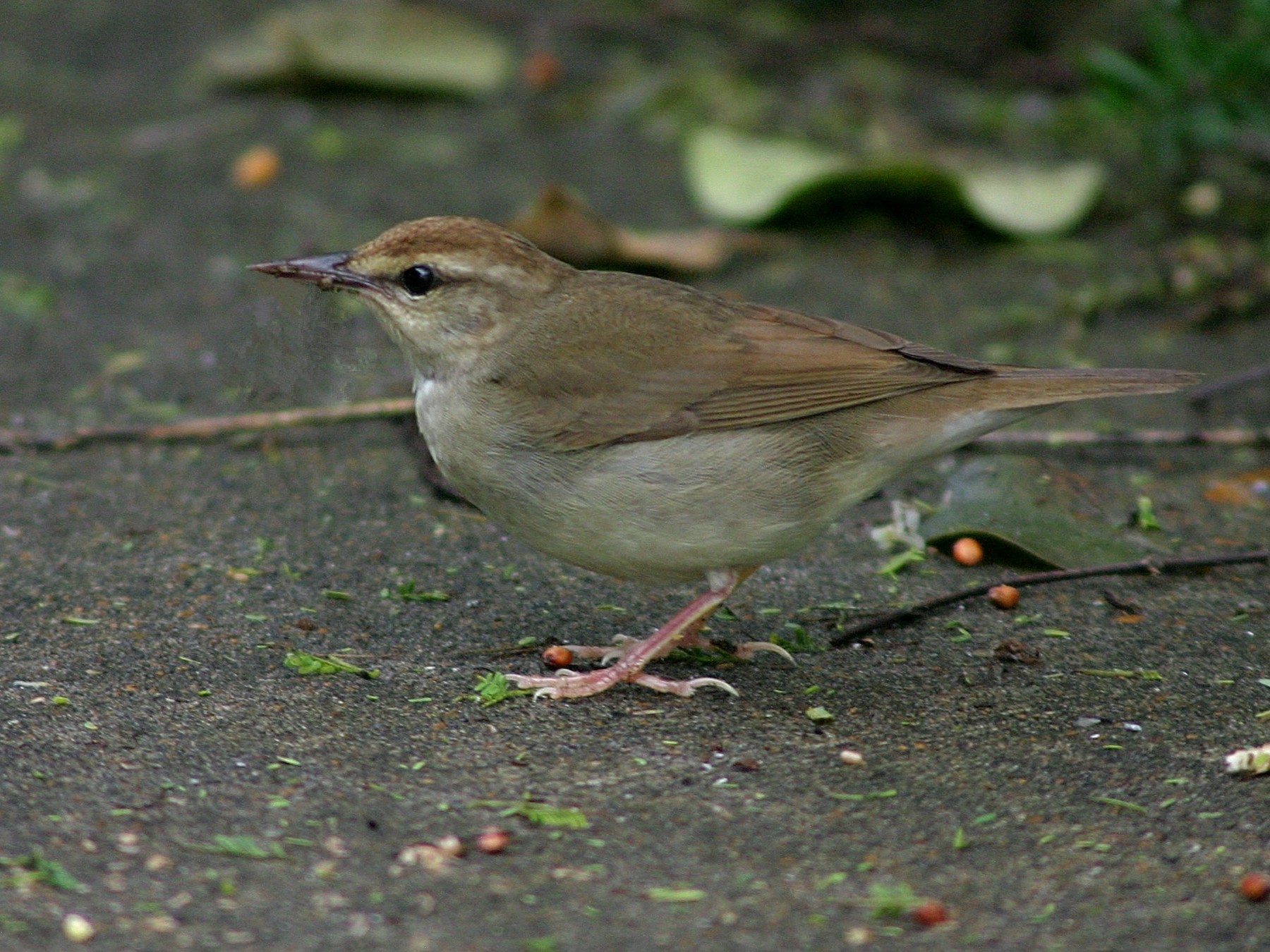 Swainson's Warbler - eBird