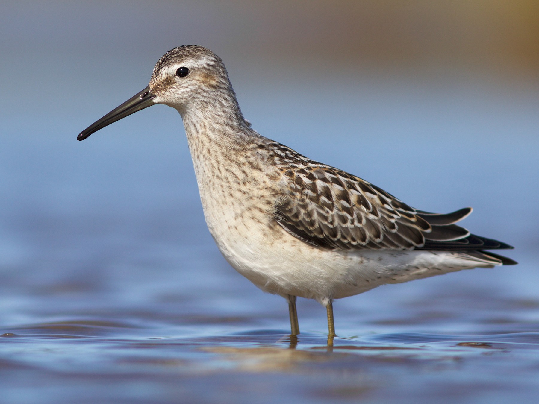 Stilt Sandpiper - eBird