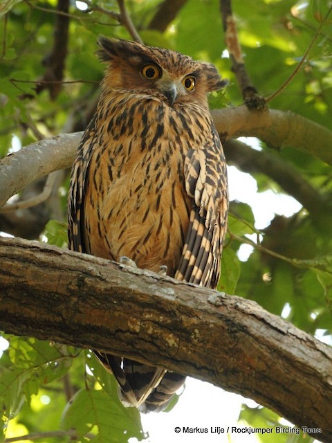 Brown Fish Owl