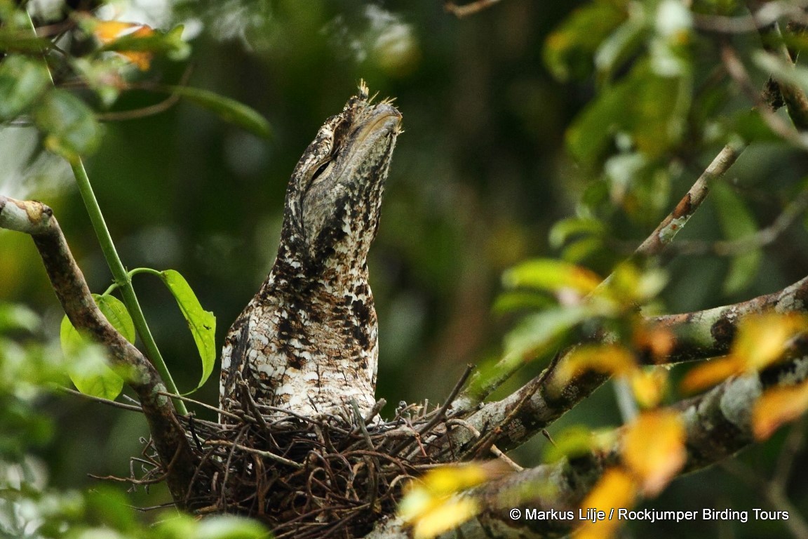 Podargo Ocelado (grupo ocellatus) - eBird