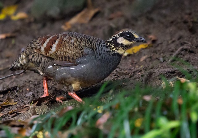 Photos - Taiwan Partridge - Arborophila crudigularis - Birds of the World