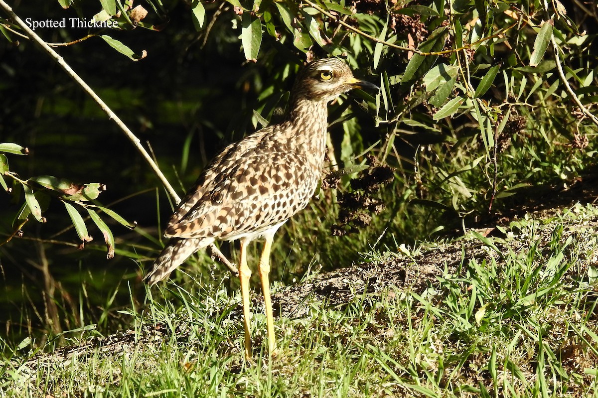 eBird Checklist - 4 Feb 2016 - Kanonkop,Knysna, South Africa - 5 species