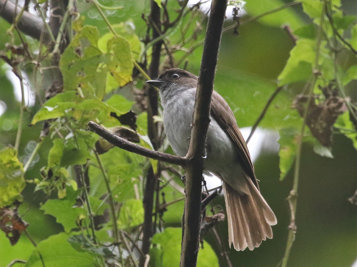 Buru Jungle Flycatcher - Eumyias additus - Birds of the World