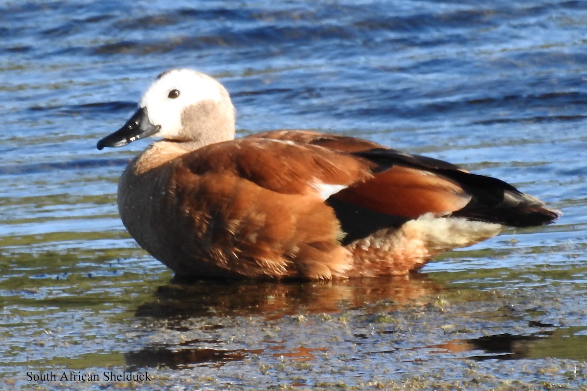 eBird Checklist - 6 Feb 2016 - Kariega GR - 18 species