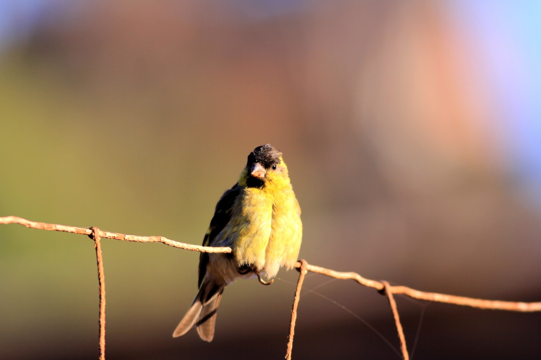 Spinus finch sp. - eBird