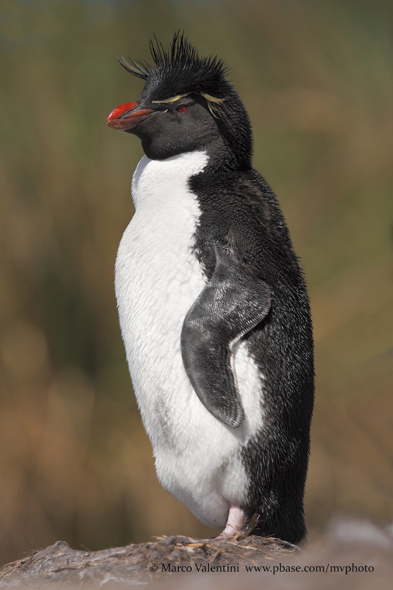 Southern Rockhopper Penguin (Western) - eBird