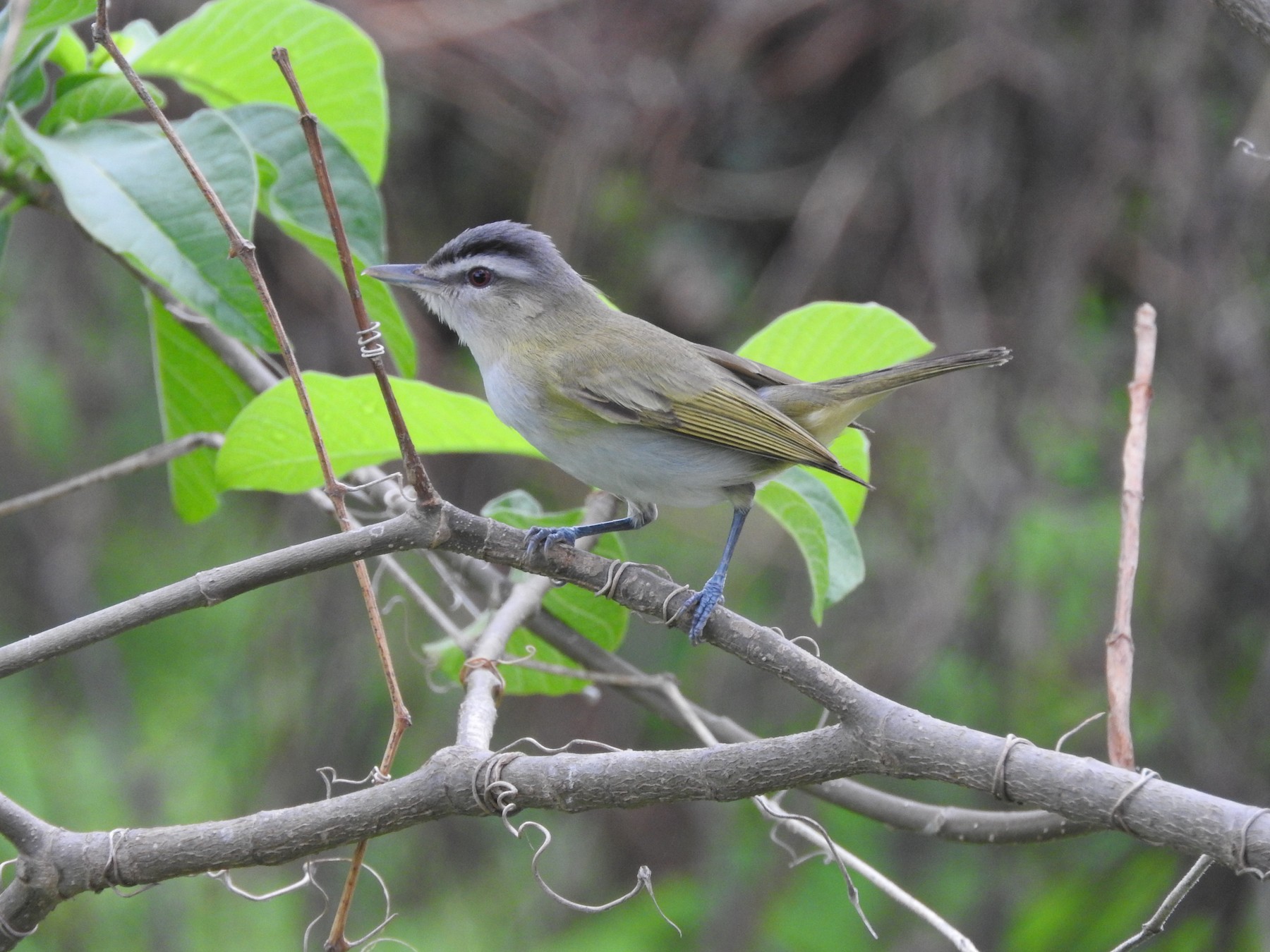 Vireo Chiví (grupo agilis) - eBird
