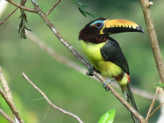 Lettered Aracari