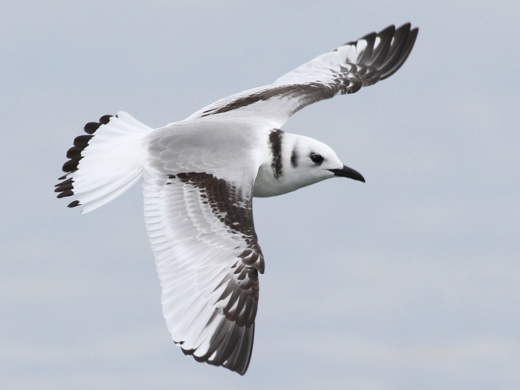 Black-legged Kittiwake - eBird