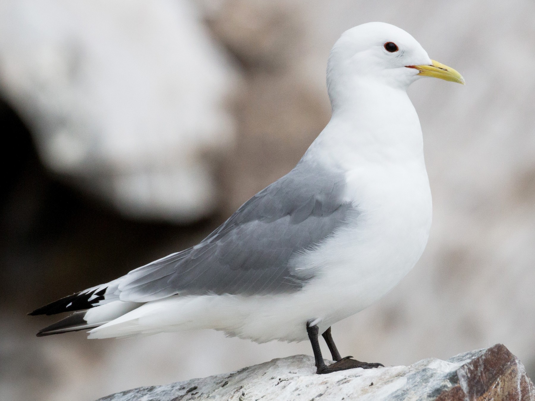 Black-legged Kittiwake - eBird