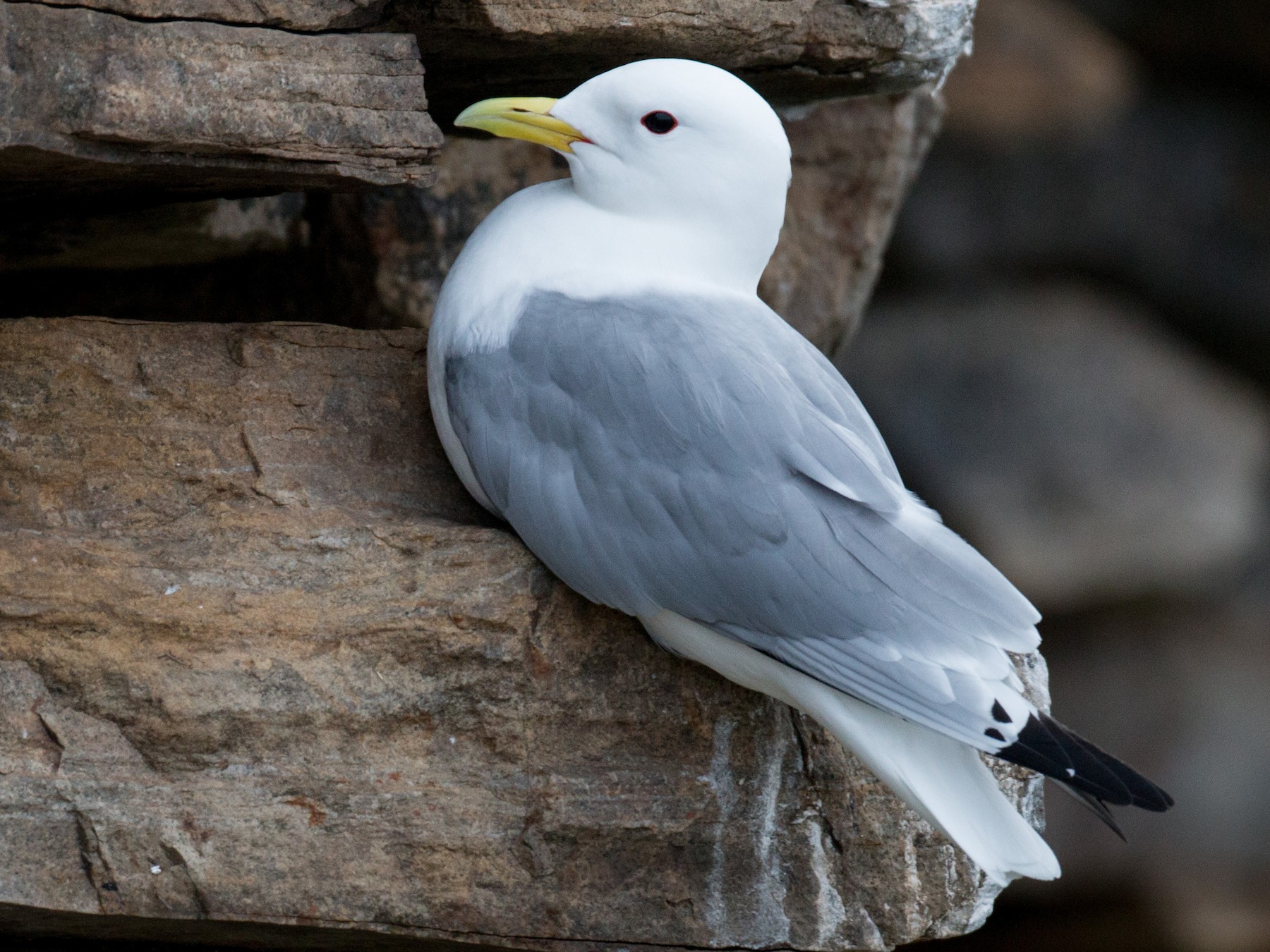 Black-legged Kittiwake - eBird