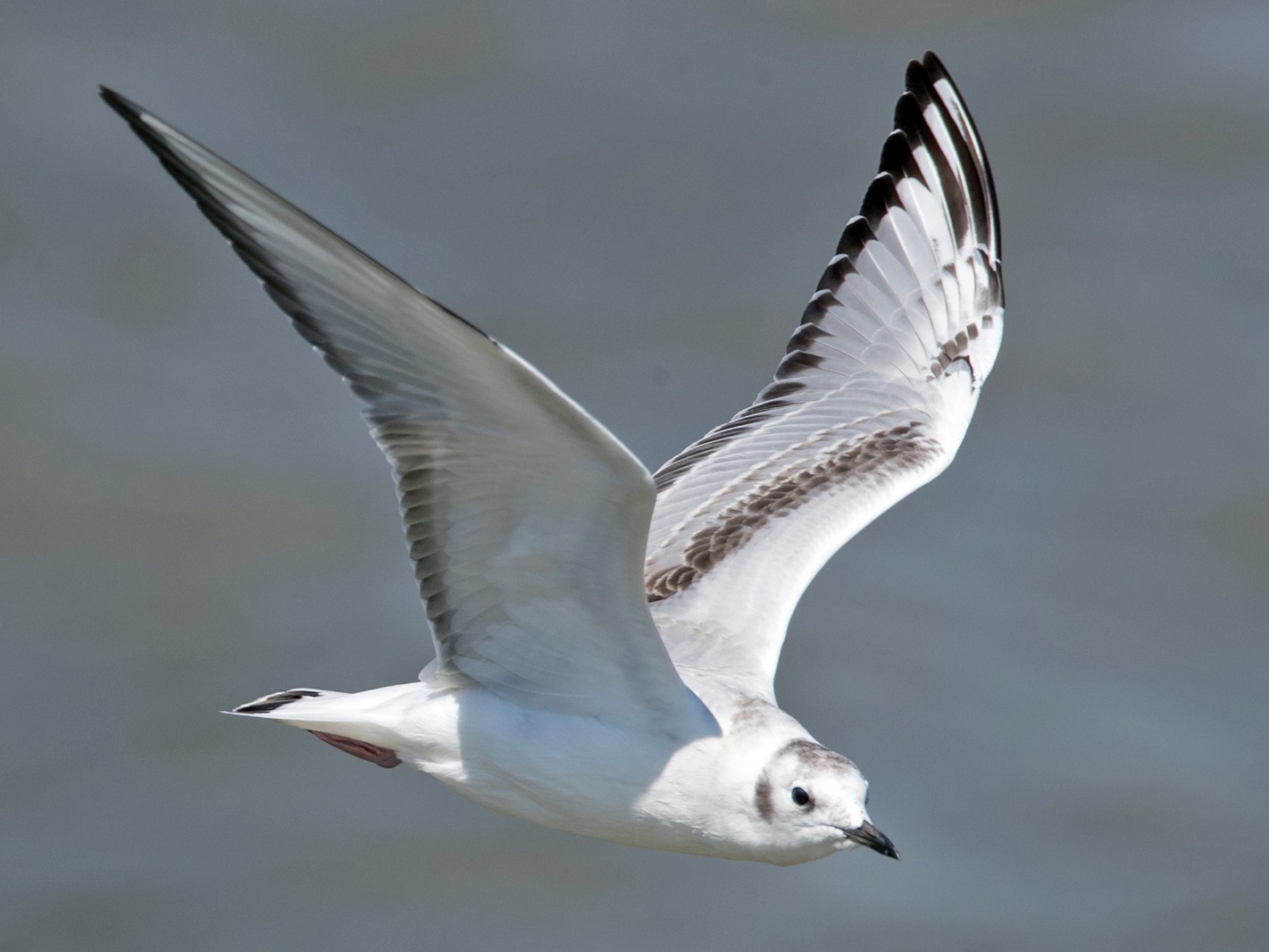 Bonaparte's Gull - eBird