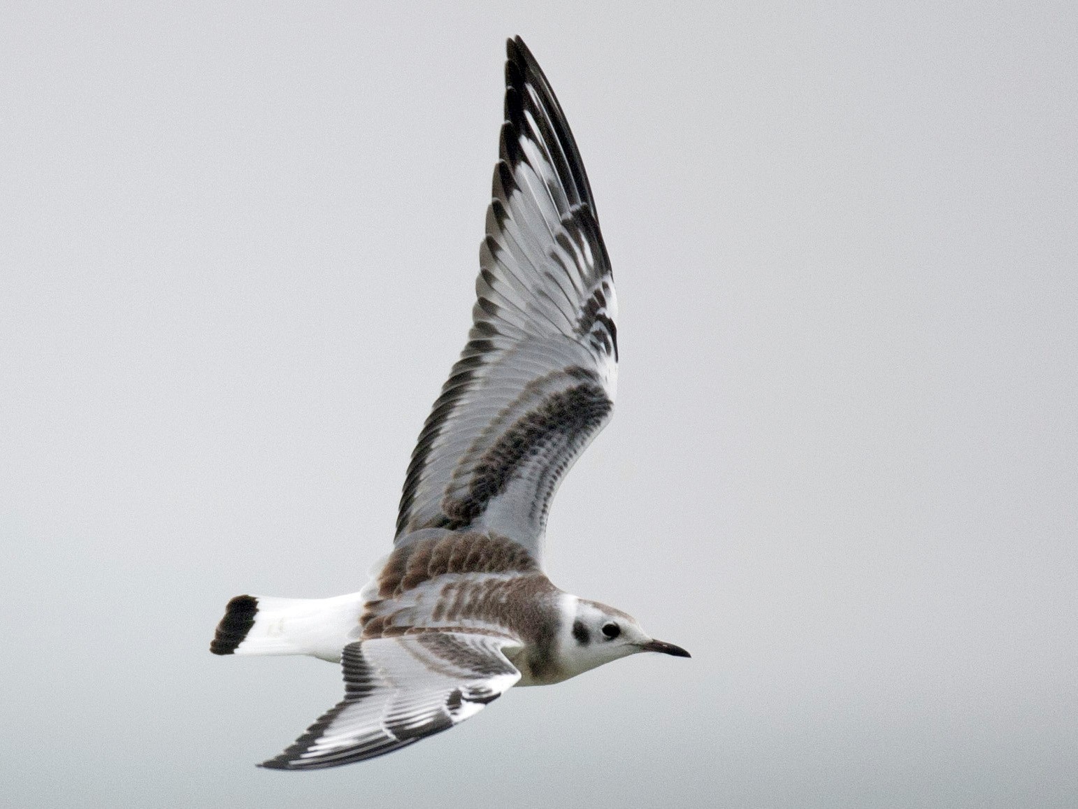 Bonaparte's Gull - eBird