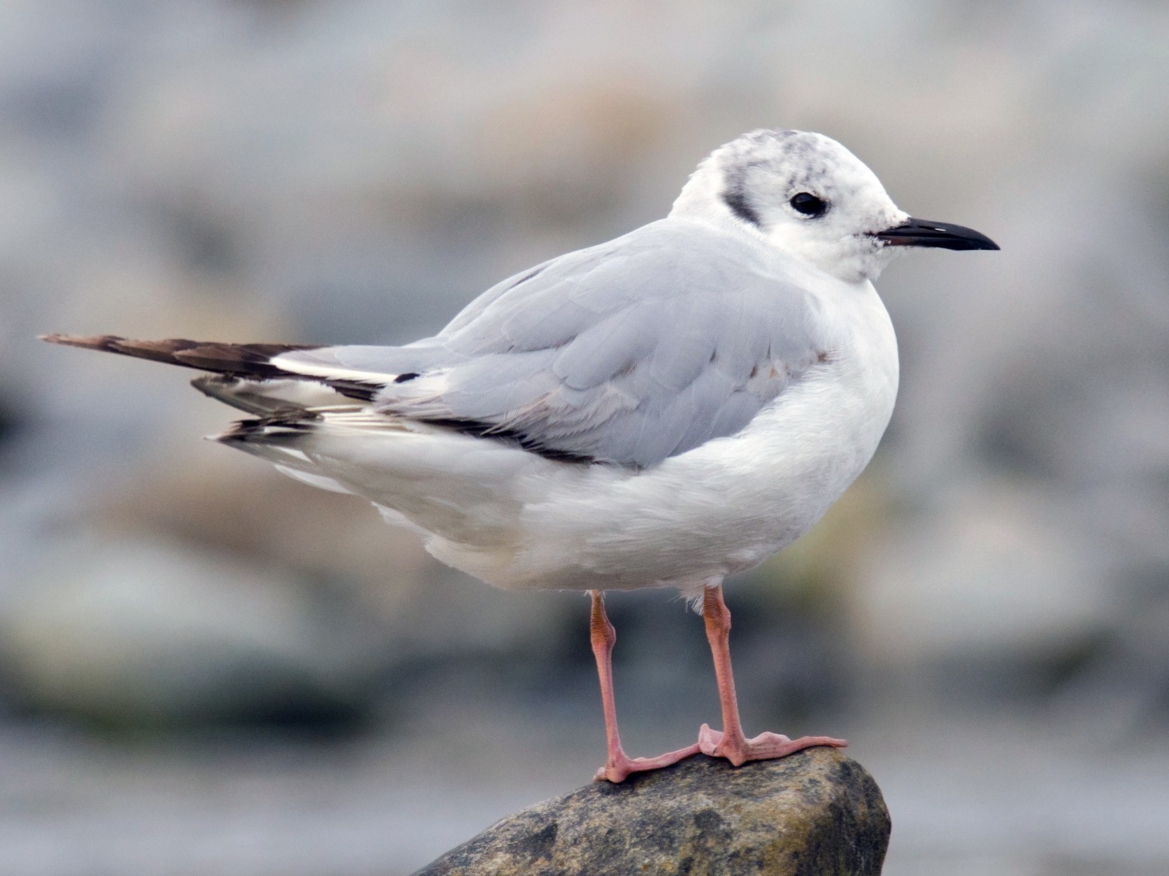 Bonaparte's Gull - eBird